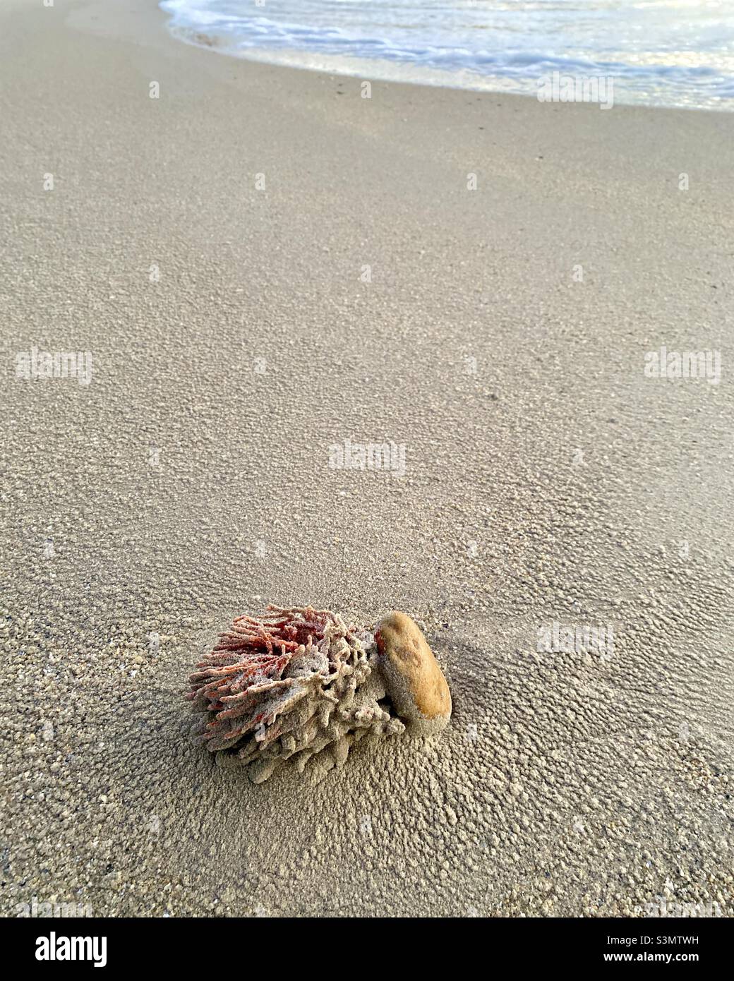 Washed up coral hi-res stock photography and images - Alamy