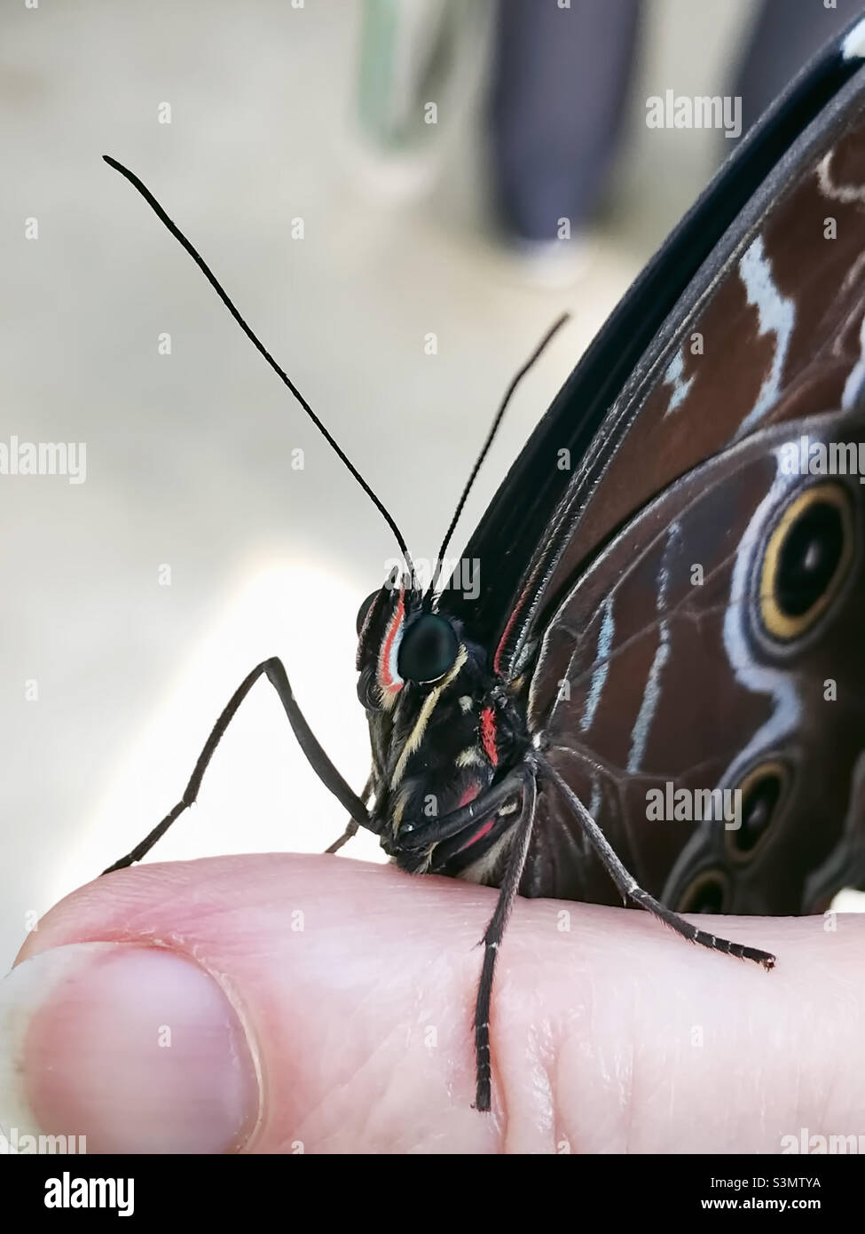 Female morpho hi-res stock photography and images - Alamy