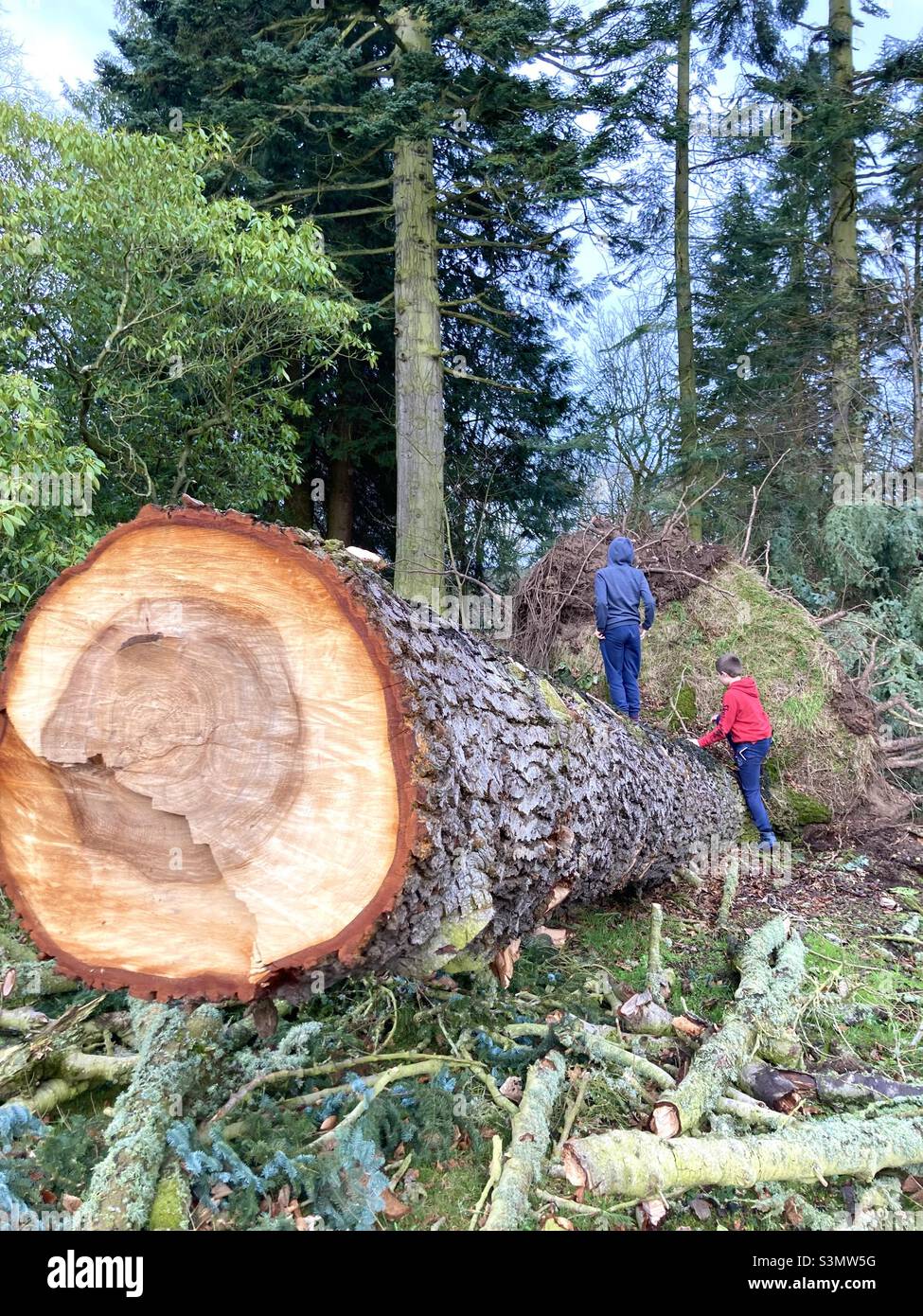 Boys climbing on a fallen tree Stock Photo - Alamy