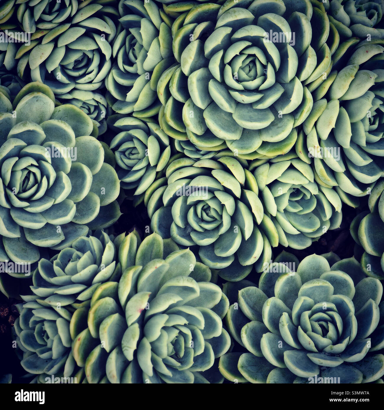 Forms in nature hi-res stock photography and images - Alamy