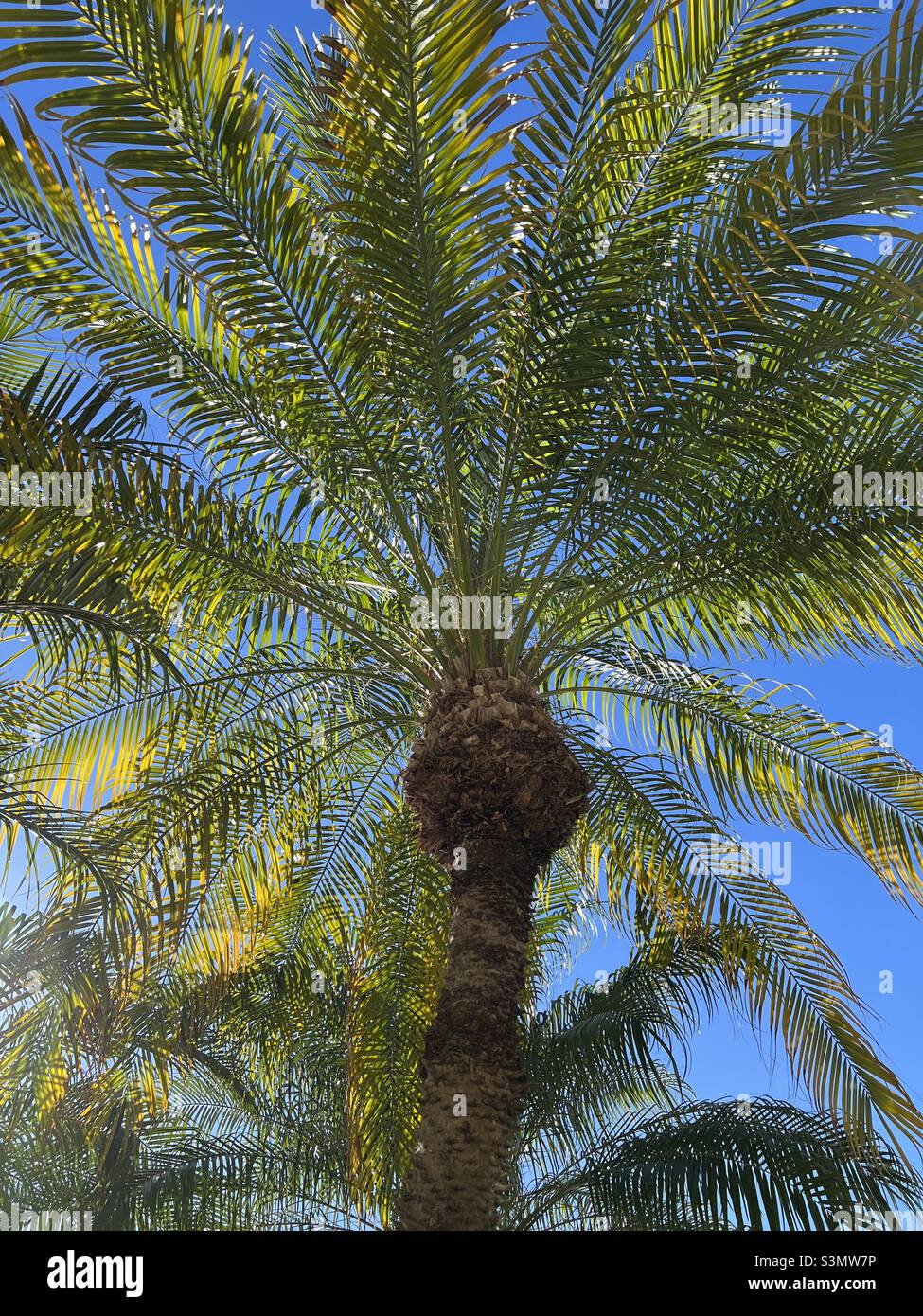 Trees and tropical trees hi-res stock photography and images - Alamy