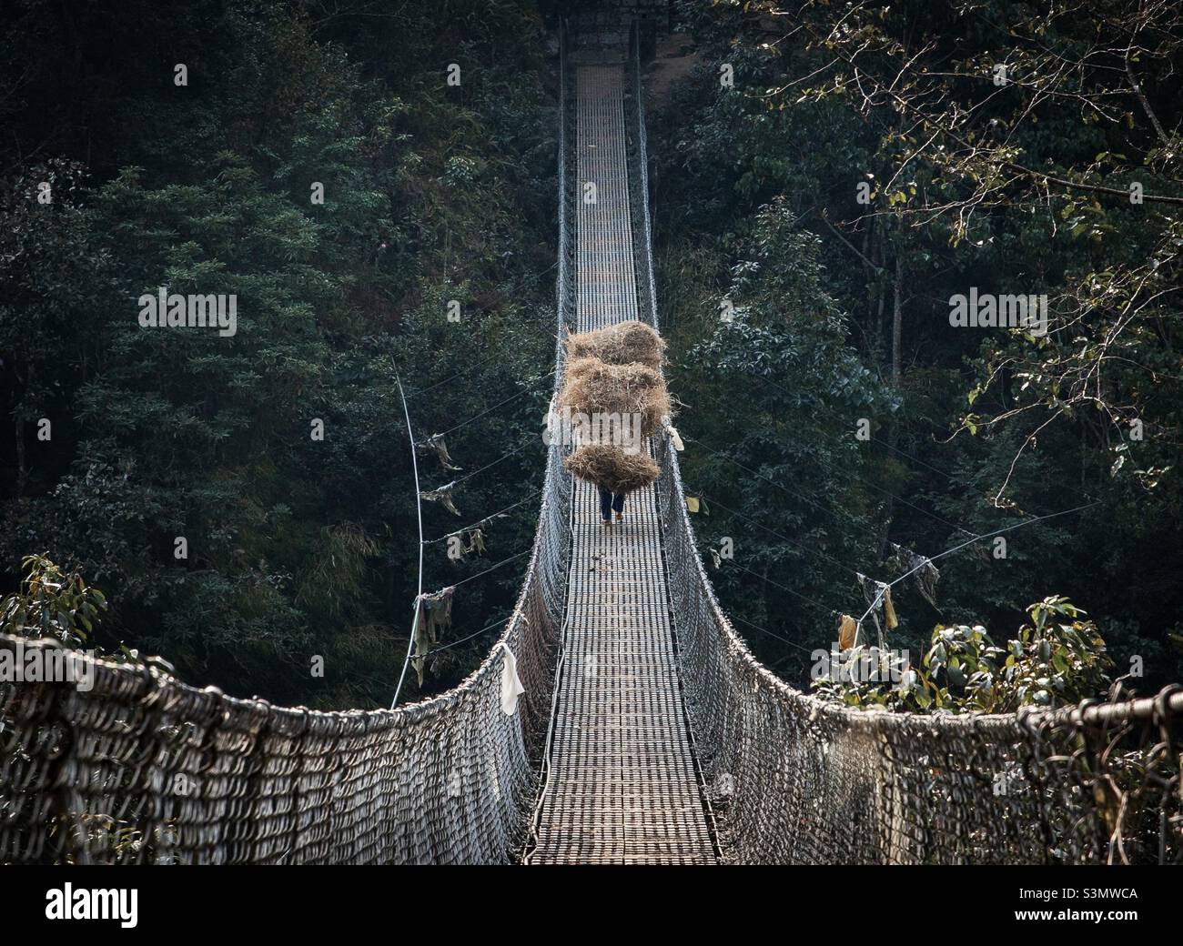 A woman carries a load of hay from the jungle crossing the bridge ...