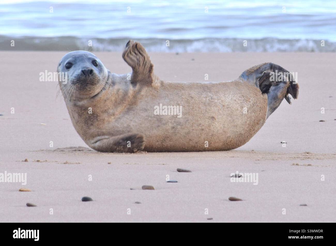 Seal waving hi-res stock photography and images - Alamy