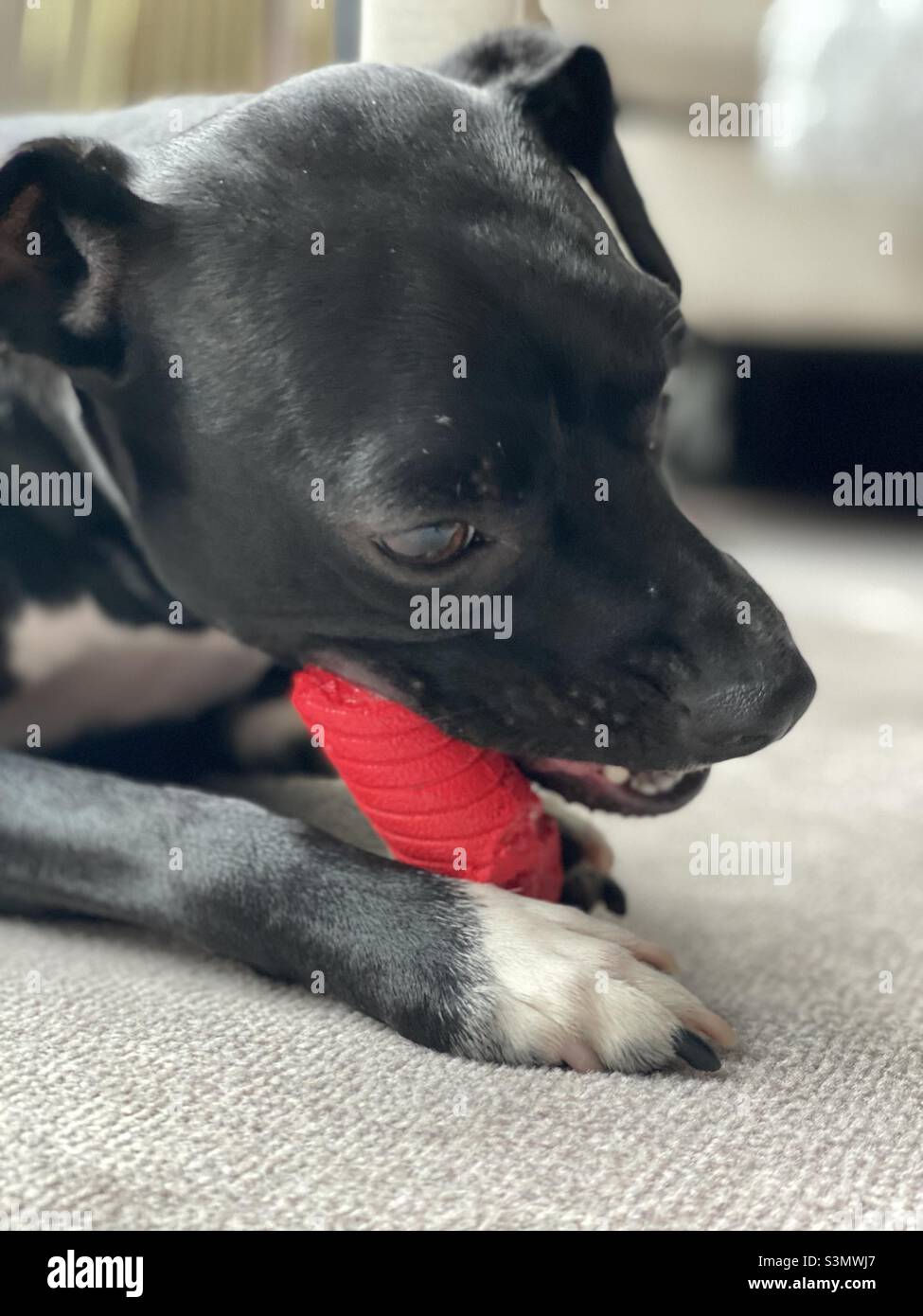 Dog is chewing hi-res stock photography and images - Alamy