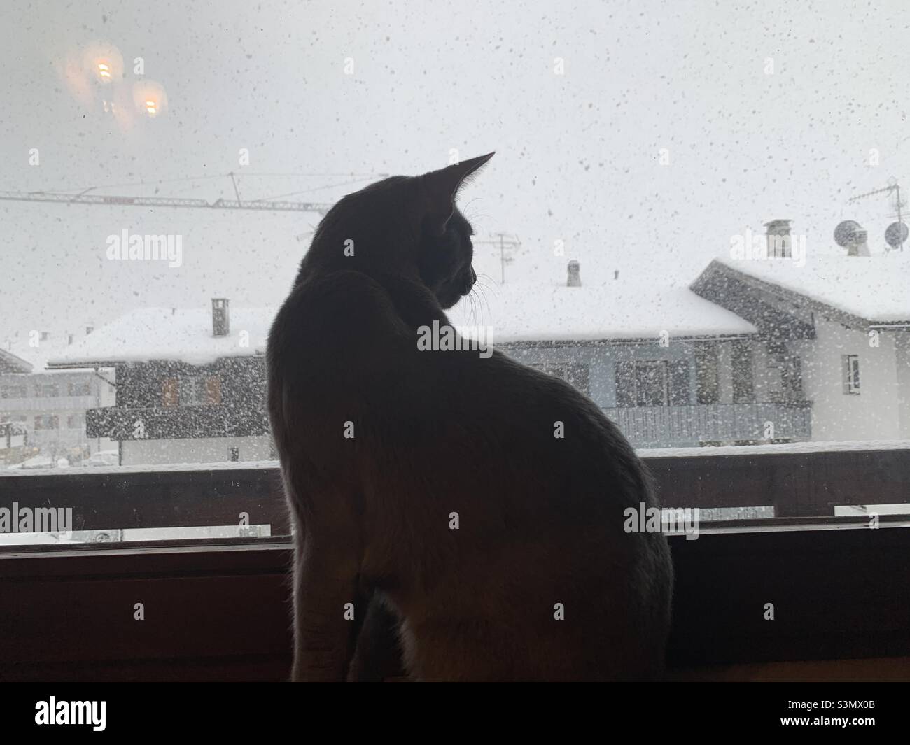 Cat looking at the falling snow from a window sill Stock Photo - Alamy