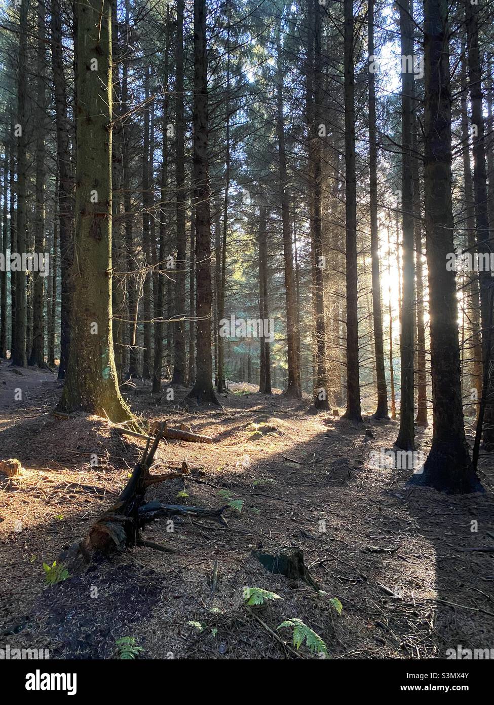 Yorkshire forest hi-res stock photography and images - Alamy