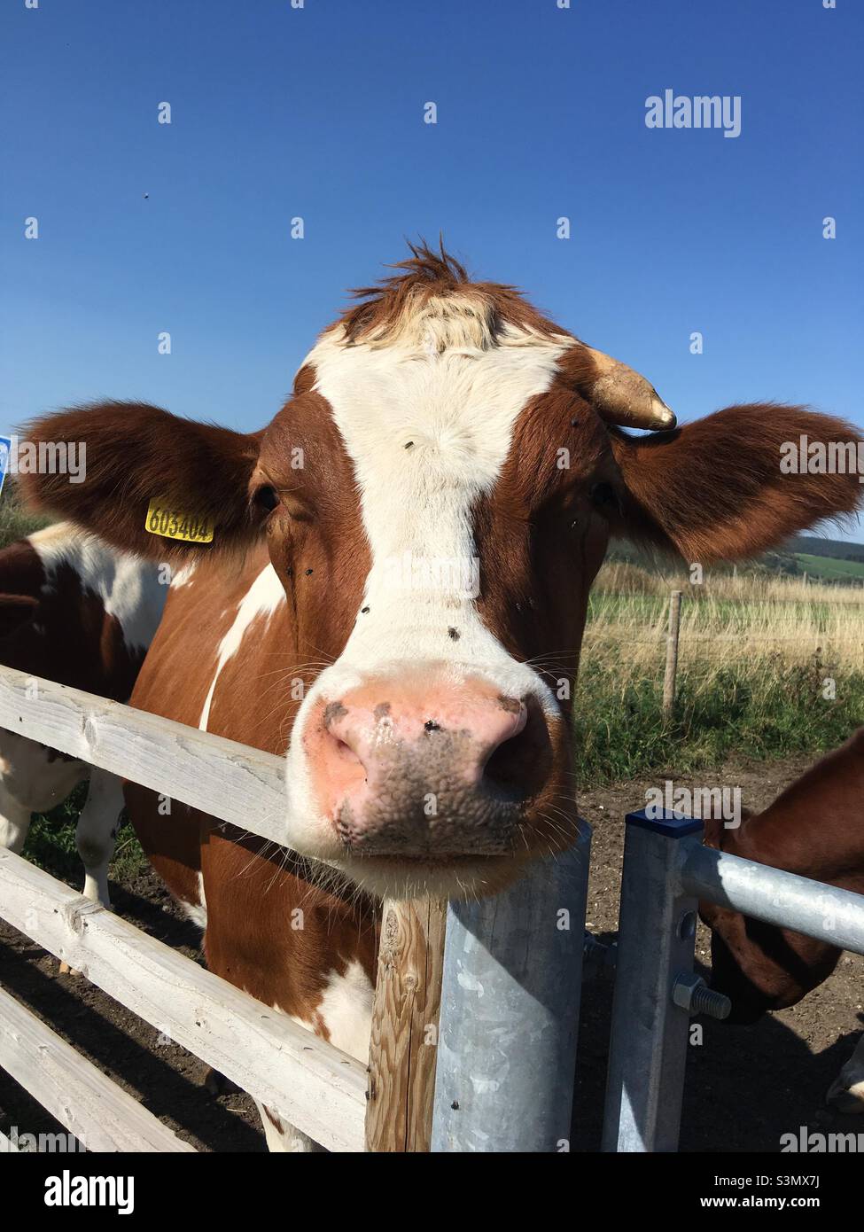 Moo cow hi-res stock photography and images - Alamy