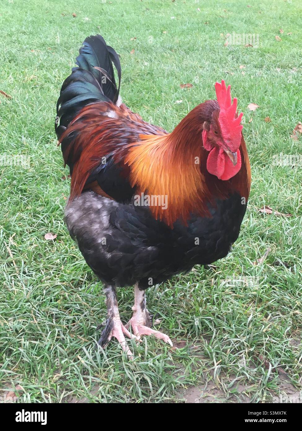 Cockerel feathers hi-res stock photography and images - Alamy