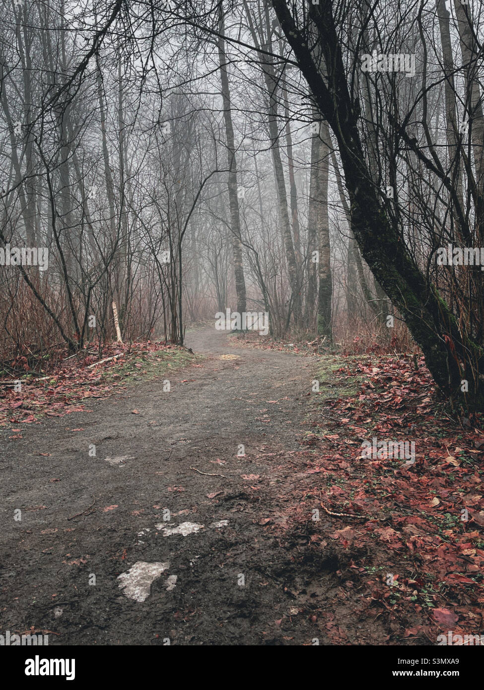 Moody forest pathway hi-res stock photography and images - Alamy