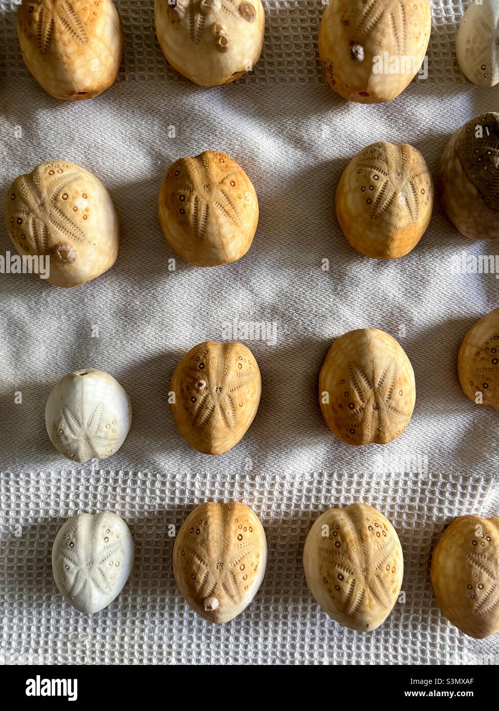 Skeleton, known as a test, of Heart Urchin Echinocardium Cordatum also ...