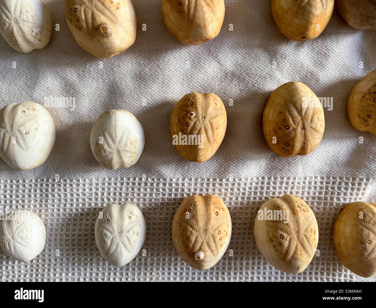 Skeleton, known as a test, of Heart Urchin Echinocardium Cordatum also ...