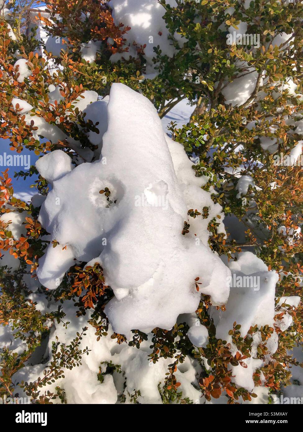 Smiling bush hi-res stock photography and images - Alamy