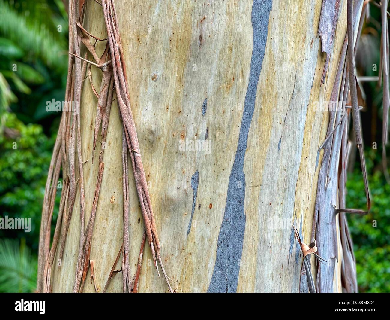 Jungle Tree Bark