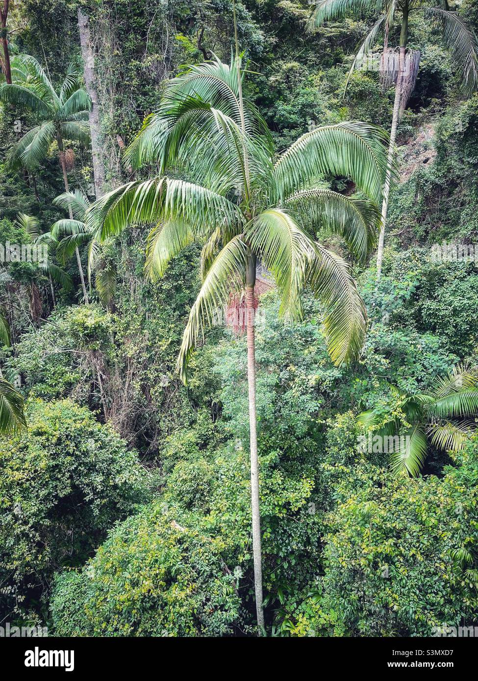 Palm tree seen from the Tamborine Forest Skywalk in Queensland ...