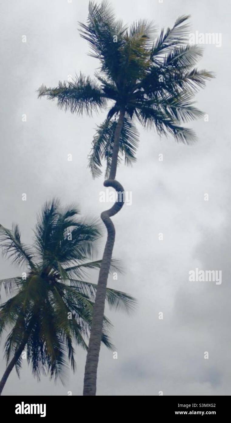 Corkscrew Palm Tree - Barbados Stock Photo - Alamy