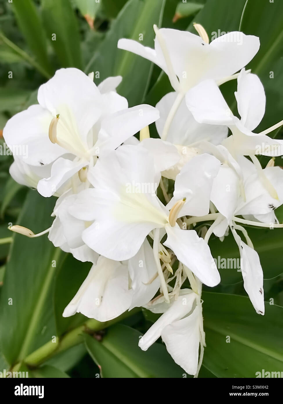 White ginger lily flower blossoms. Aka butterfly lily Stock Photo - Alamy