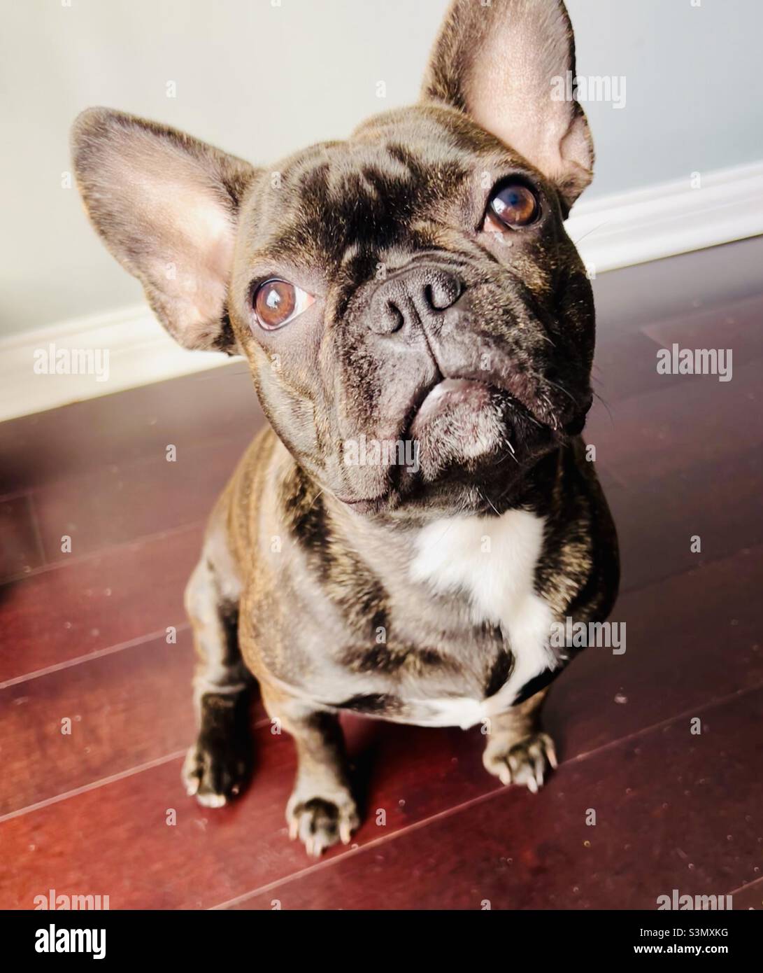 Brindle french bulldog hi-res stock photography and images - Alamy