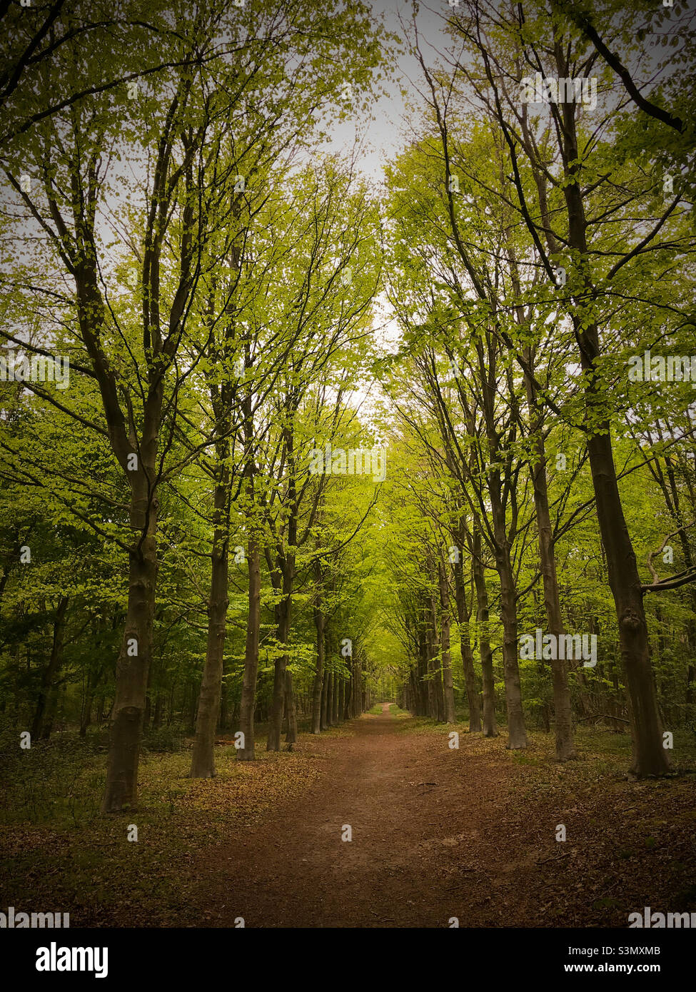 Silence forest hi-res stock photography and images - Alamy