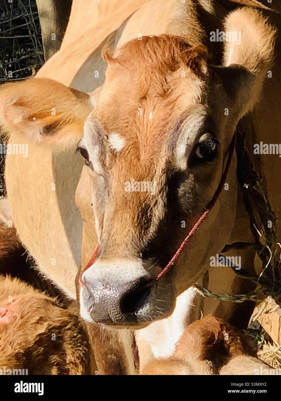 Light cow hi-res stock photography and images - Alamy