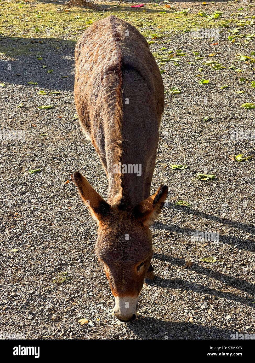 Ganado equino hi-res stock photography and images - Alamy