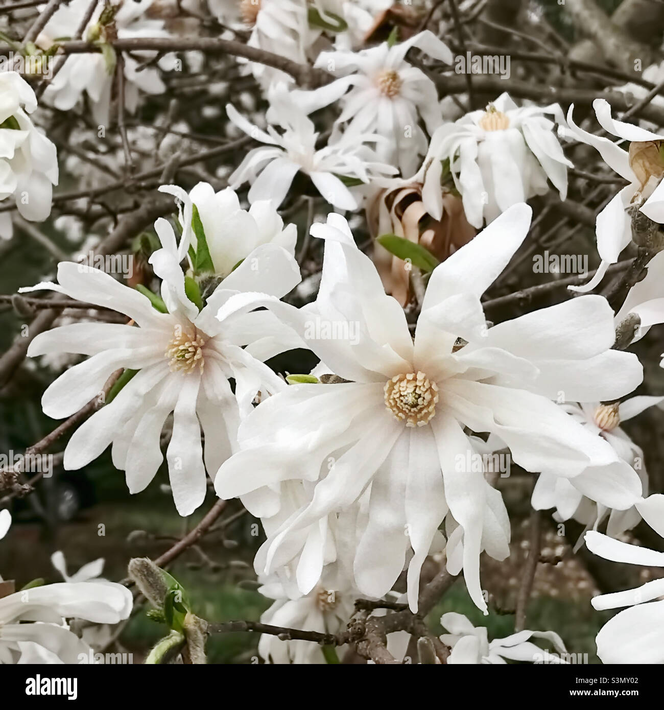 Star magnolia tree hi-res stock photography and images - Alamy