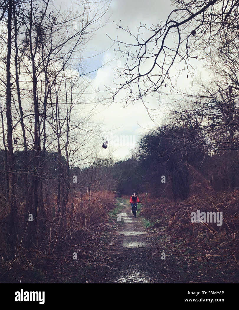 Cycling in nature, Thetford Forest Stock Photo - Alamy