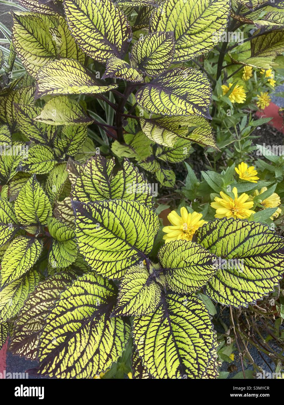 This beautiful plant hi-res stock photography and images - Alamy