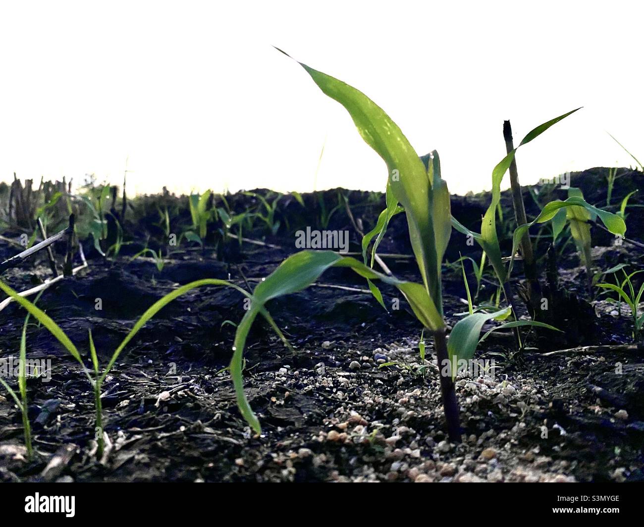 Green corn plant hi-res stock photography and images - Alamy