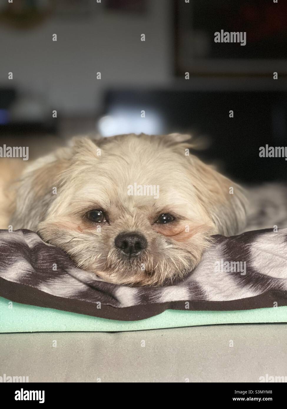 Sleepy puppy dog hi-res stock photography and images - Alamy