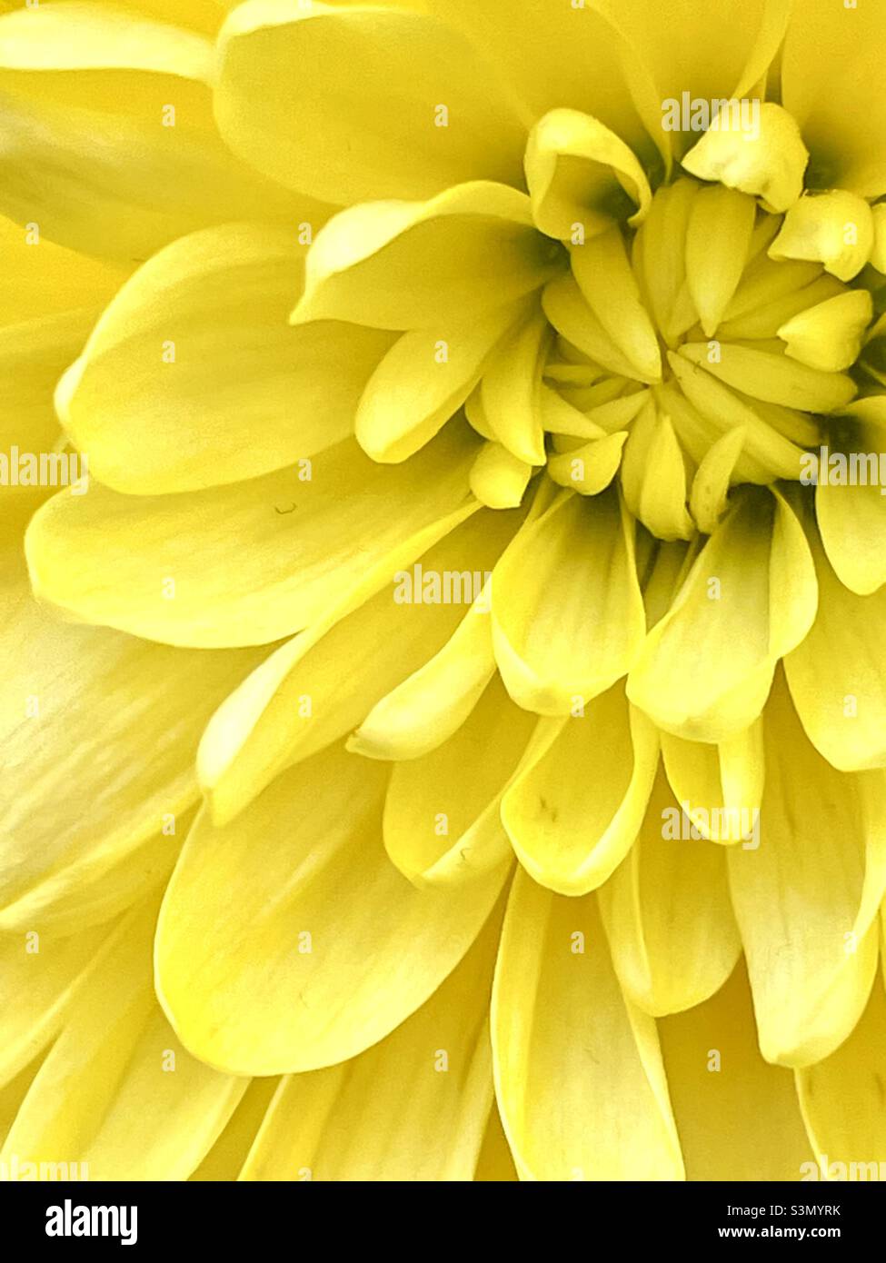 Spoon shaped petals hi-res stock photography and images - Alamy