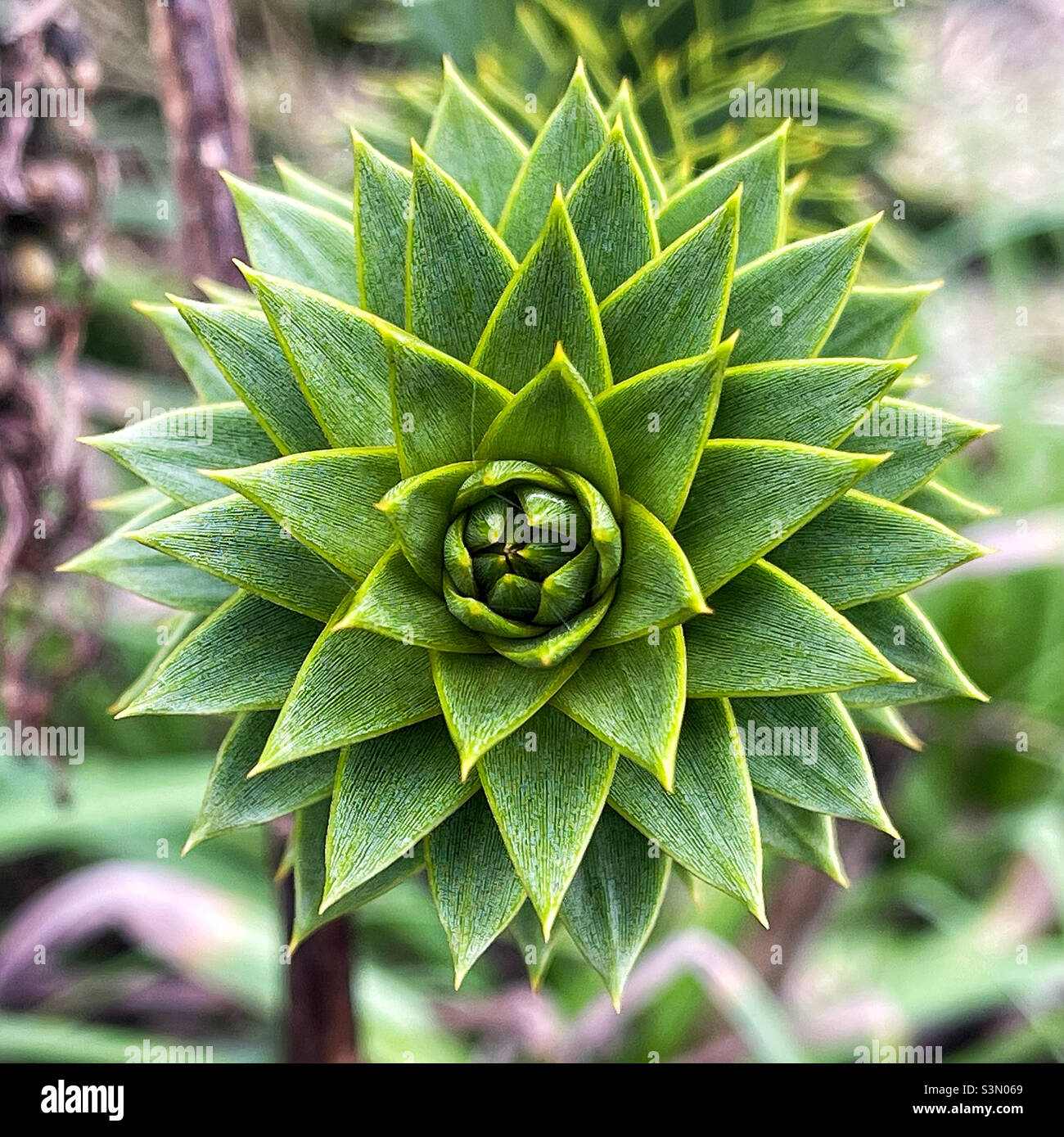 Pointy leaves hi-res stock photography and images - Alamy