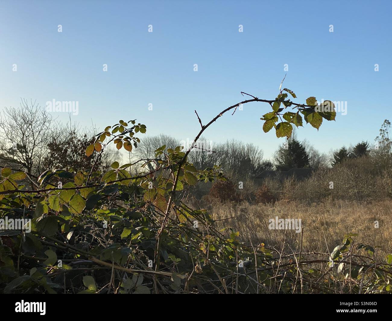 Thorn hedge hi-res stock photography and images - Alamy