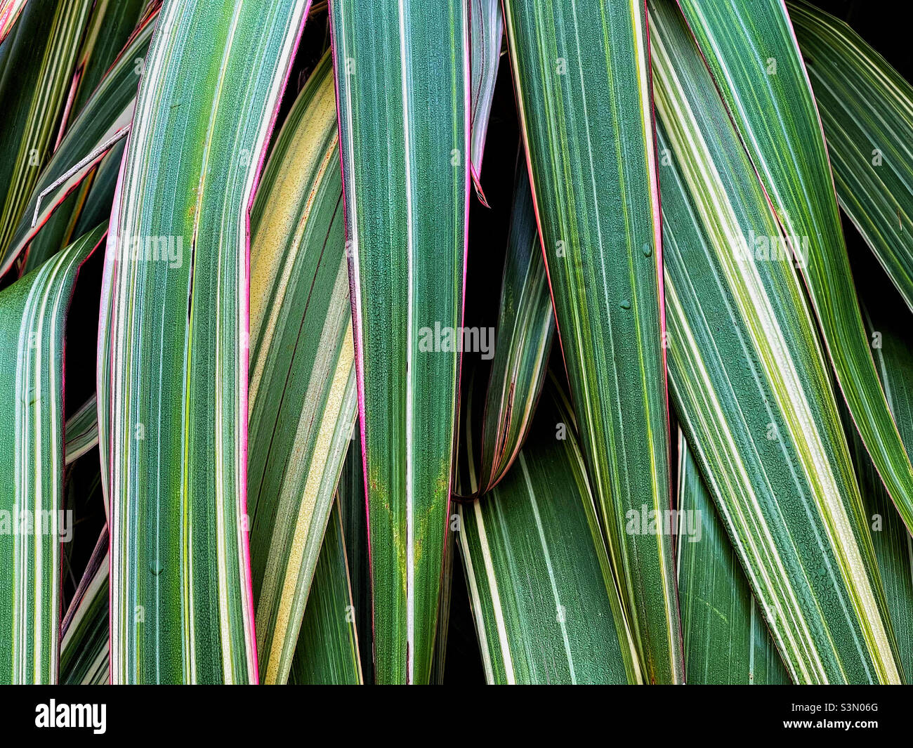 Green striped leaves hi-res stock photography and images - Alamy