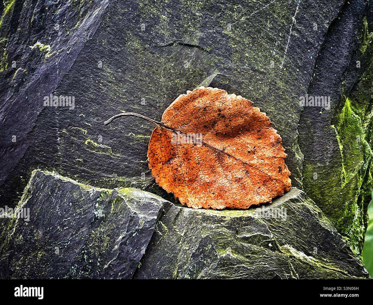 Single fallen leaf Stock Photo - Alamy