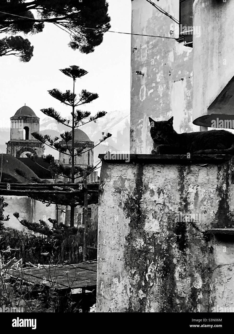 I was taking a photo in Ravello Italy when this cat entered my frame ...