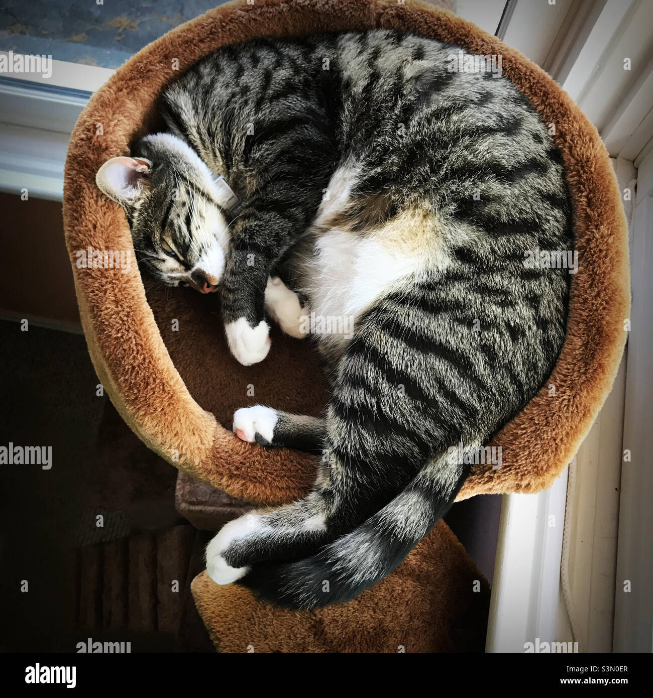 Top view cat hi-res stock photography and images - Alamy