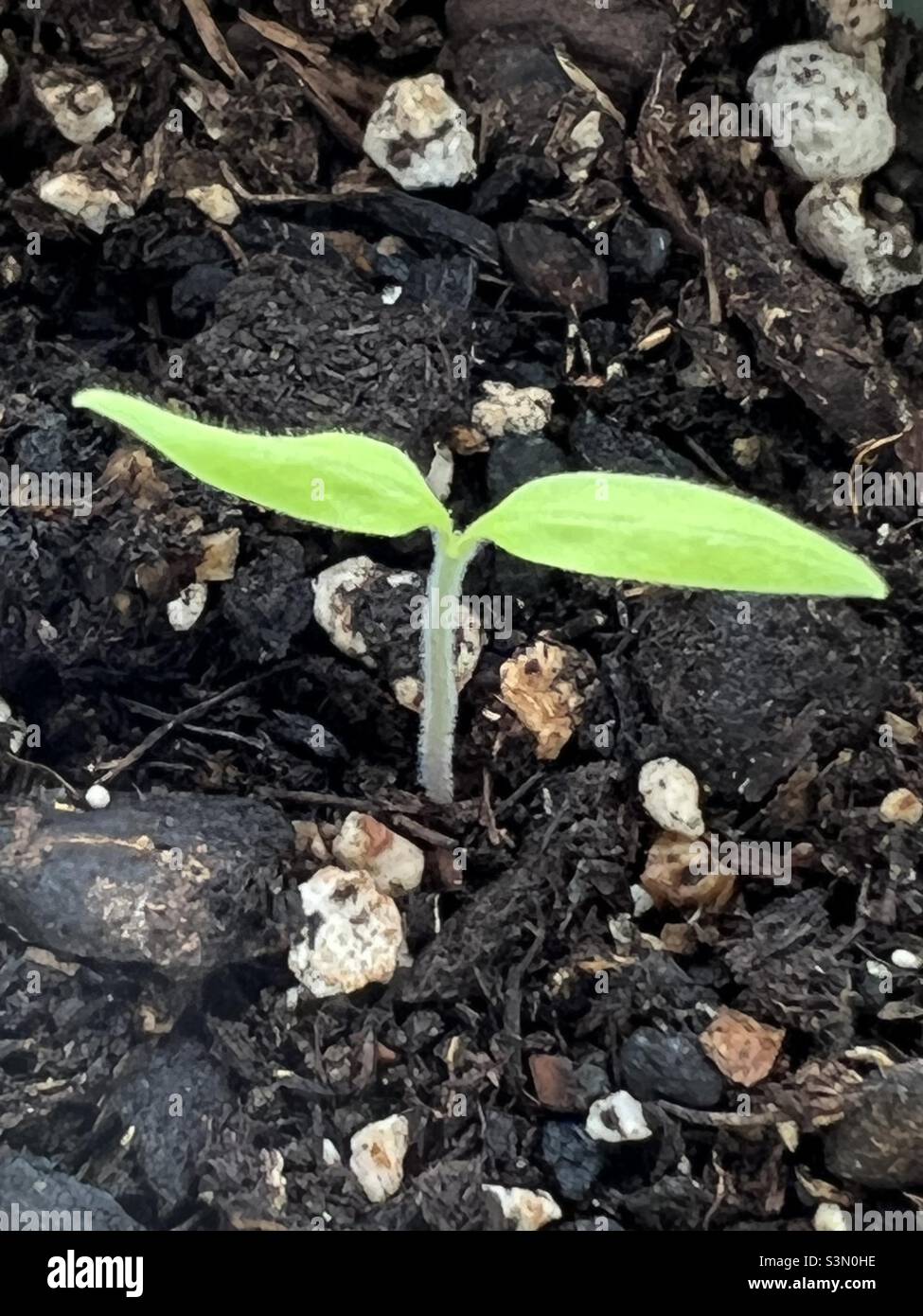 New tomato hi-res stock photography and images - Alamy