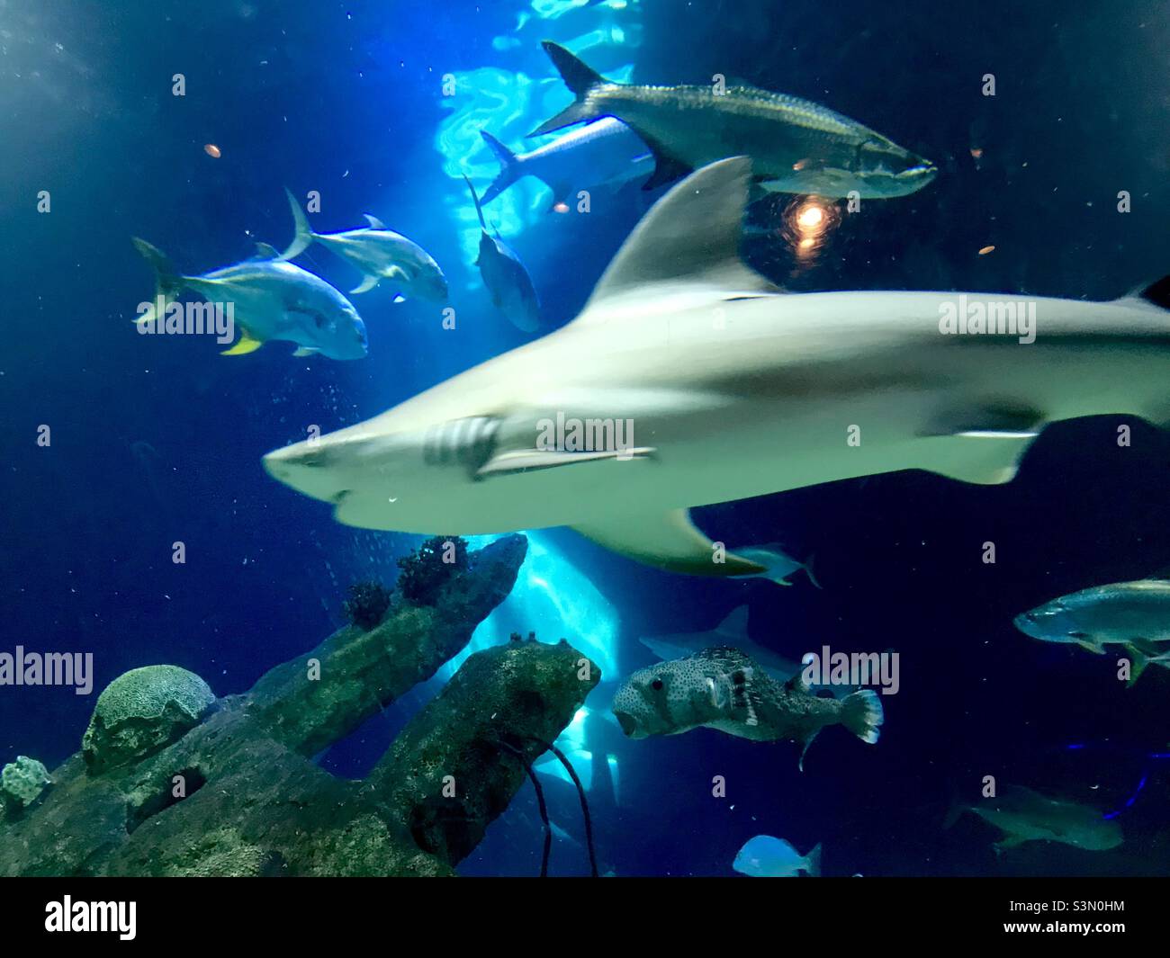 Shark with fish in jaws hi-res stock photography and images - Alamy