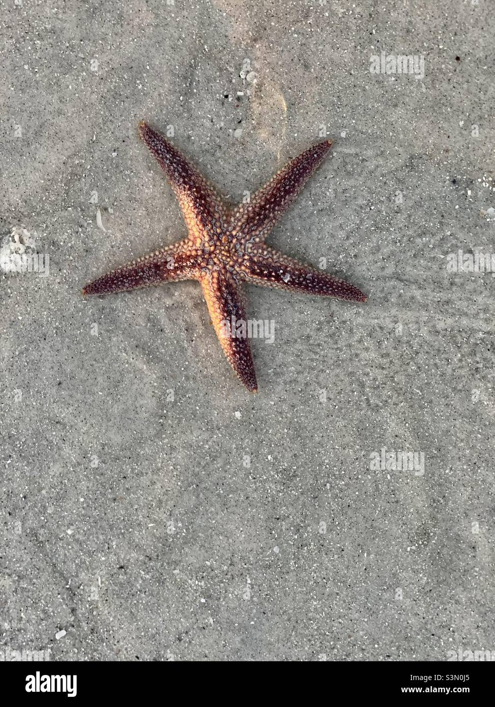 Starfish in pool hi-res stock photography and images - Alamy