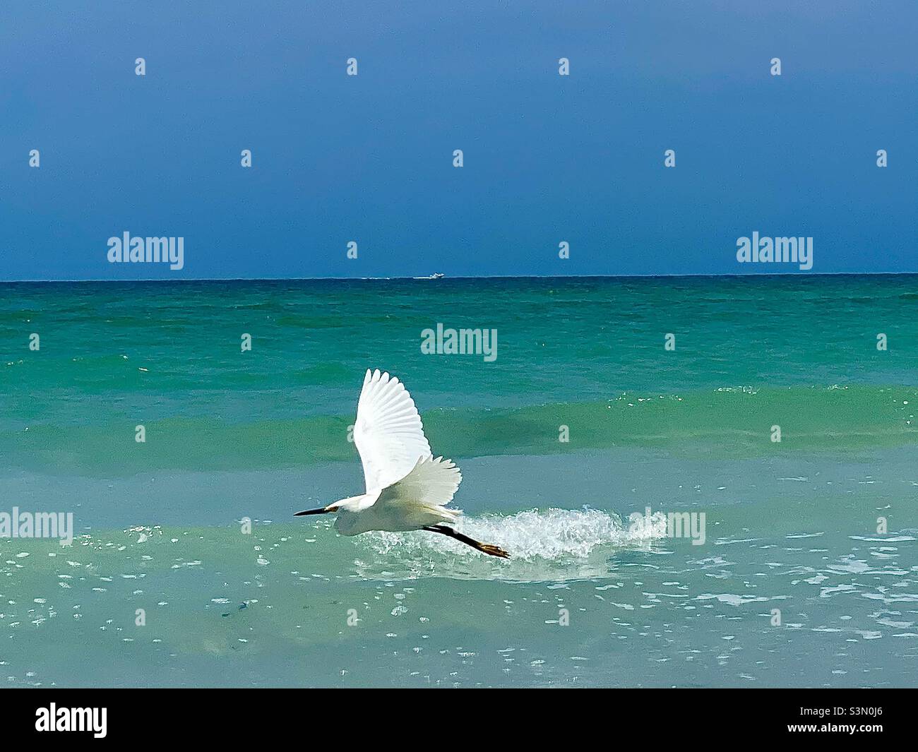 Birds flying over gulf mexico hi-res stock photography and images - Alamy