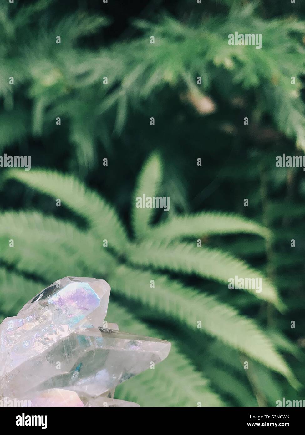 Crystal plants hi-res stock photography and images - Alamy