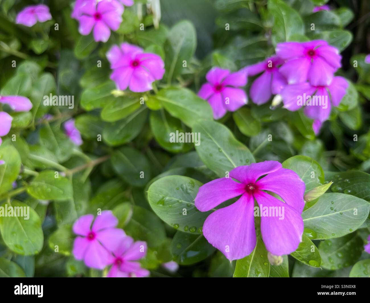 Pink flowers in full bloom Stock Photo - Alamy
