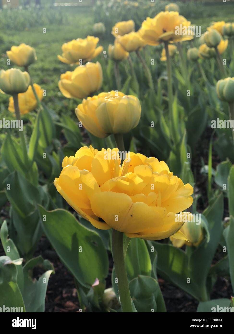 Curly summer hi-res stock photography and images - Alamy