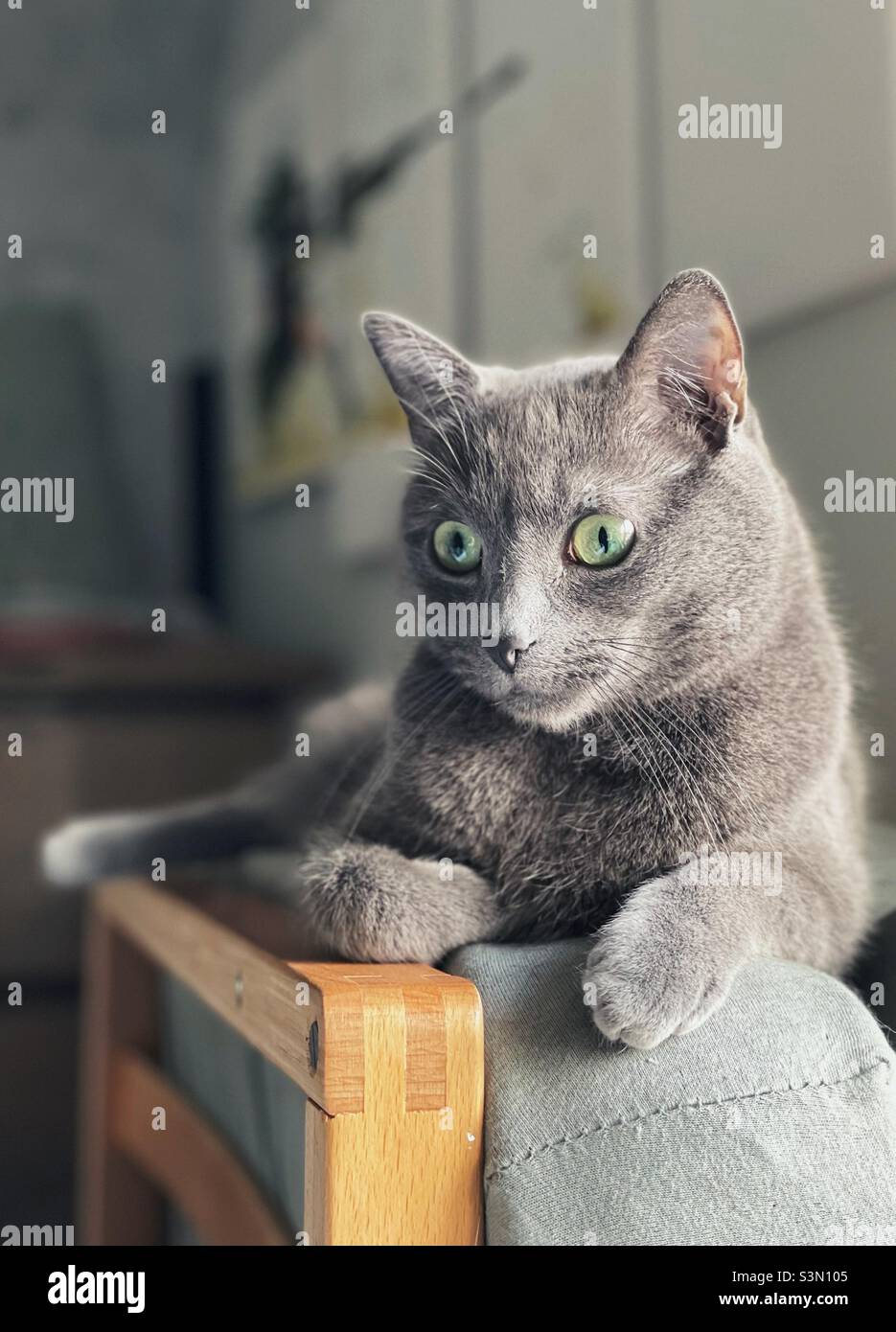 Cute domestic shorthair cat Stock Photo - Alamy