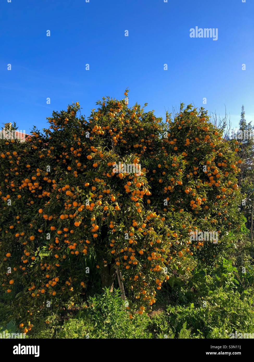Clementinetree hi-res stock photography and images - Alamy