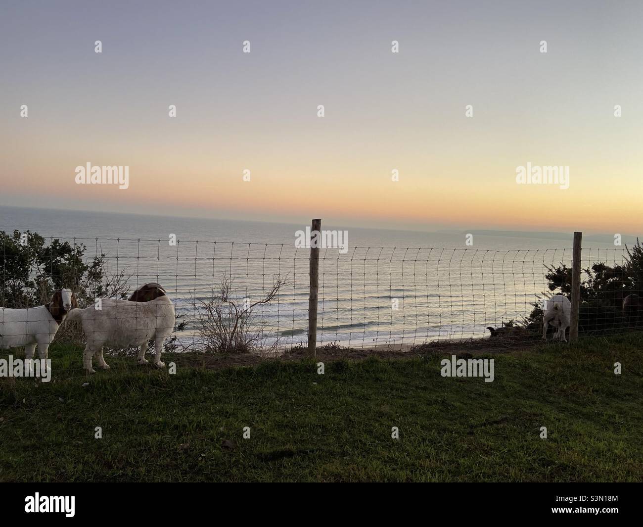 Bournemouth goats hi-res stock photography and images - Alamy