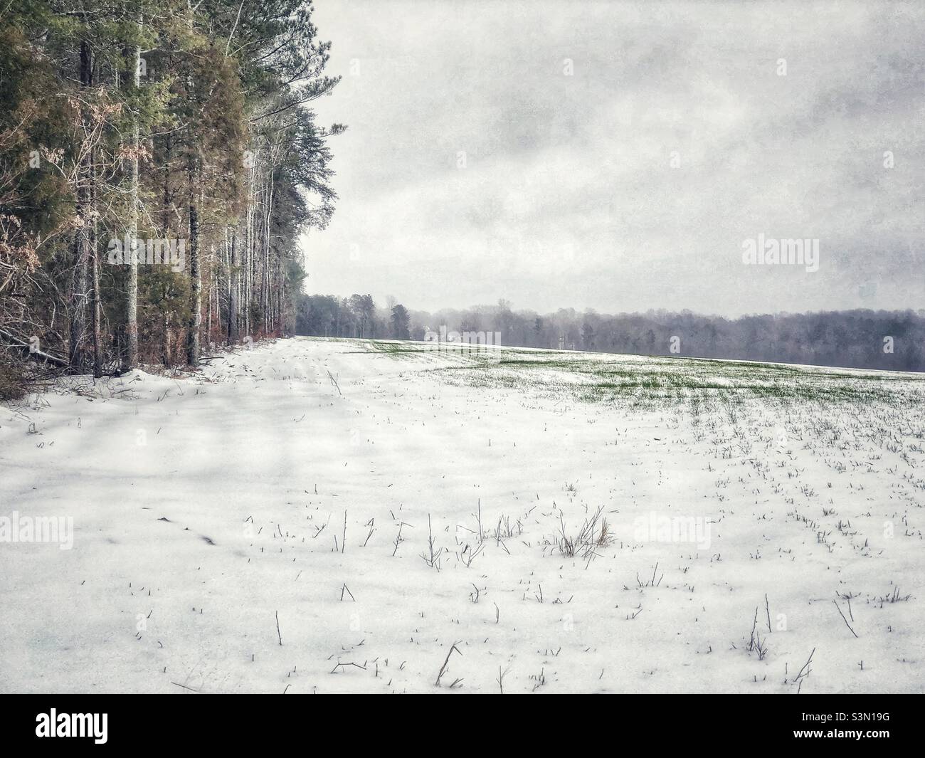 January snow scene in North Carolina with crop field and the edge of a ...