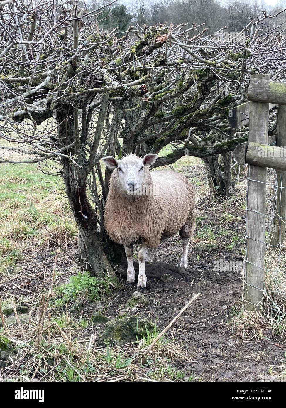 Britishsheep hi-res stock photography and images - Alamy