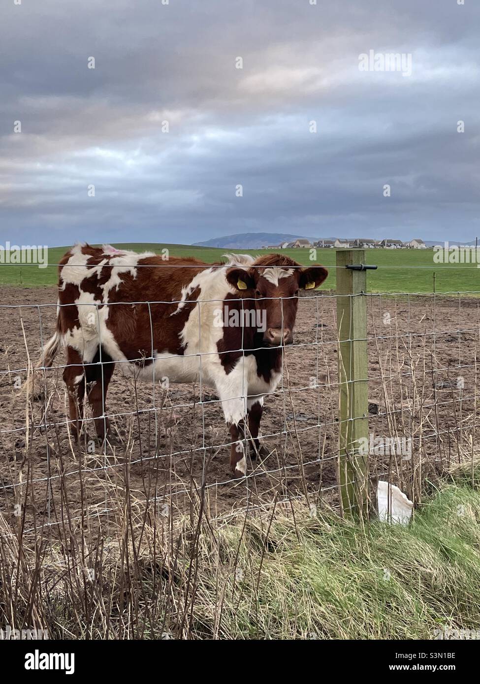 Electric cow hi-res stock photography and images - Alamy