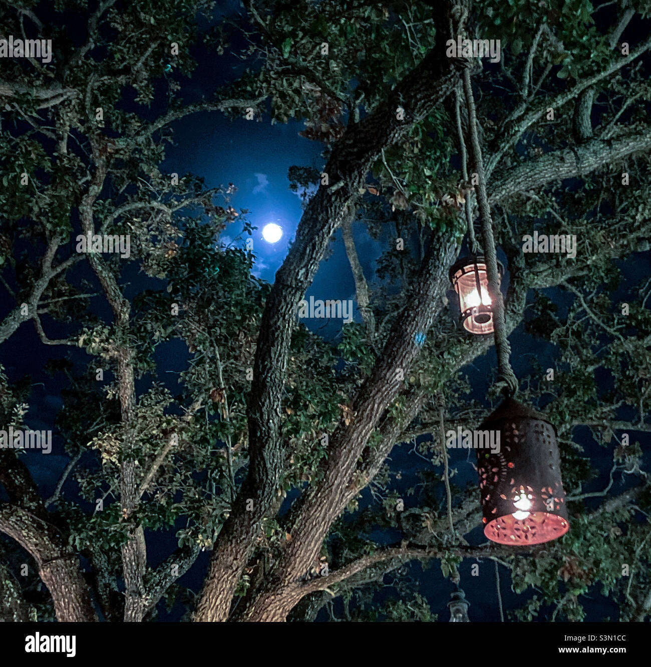 Moon through leaves hi-res stock photography and images - Alamy